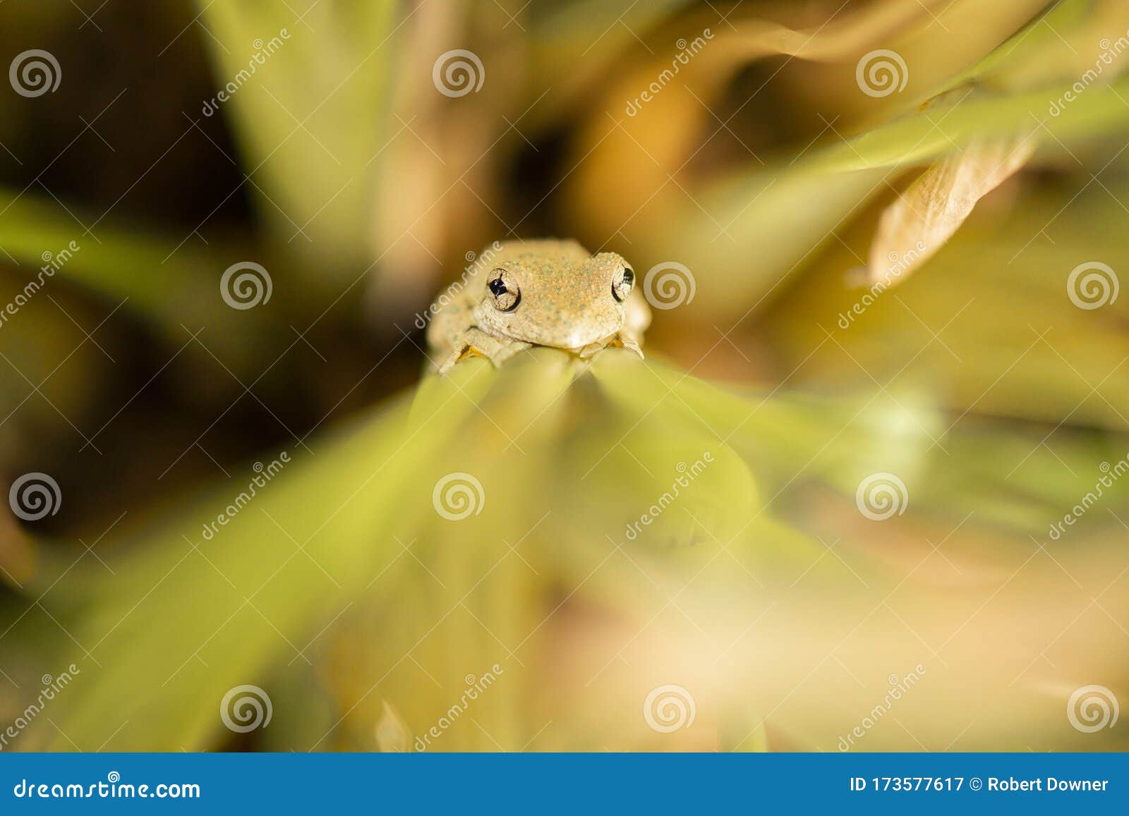 Emerald-spotted Tree Frog stock image. Image of peronstreefrog - 173577617