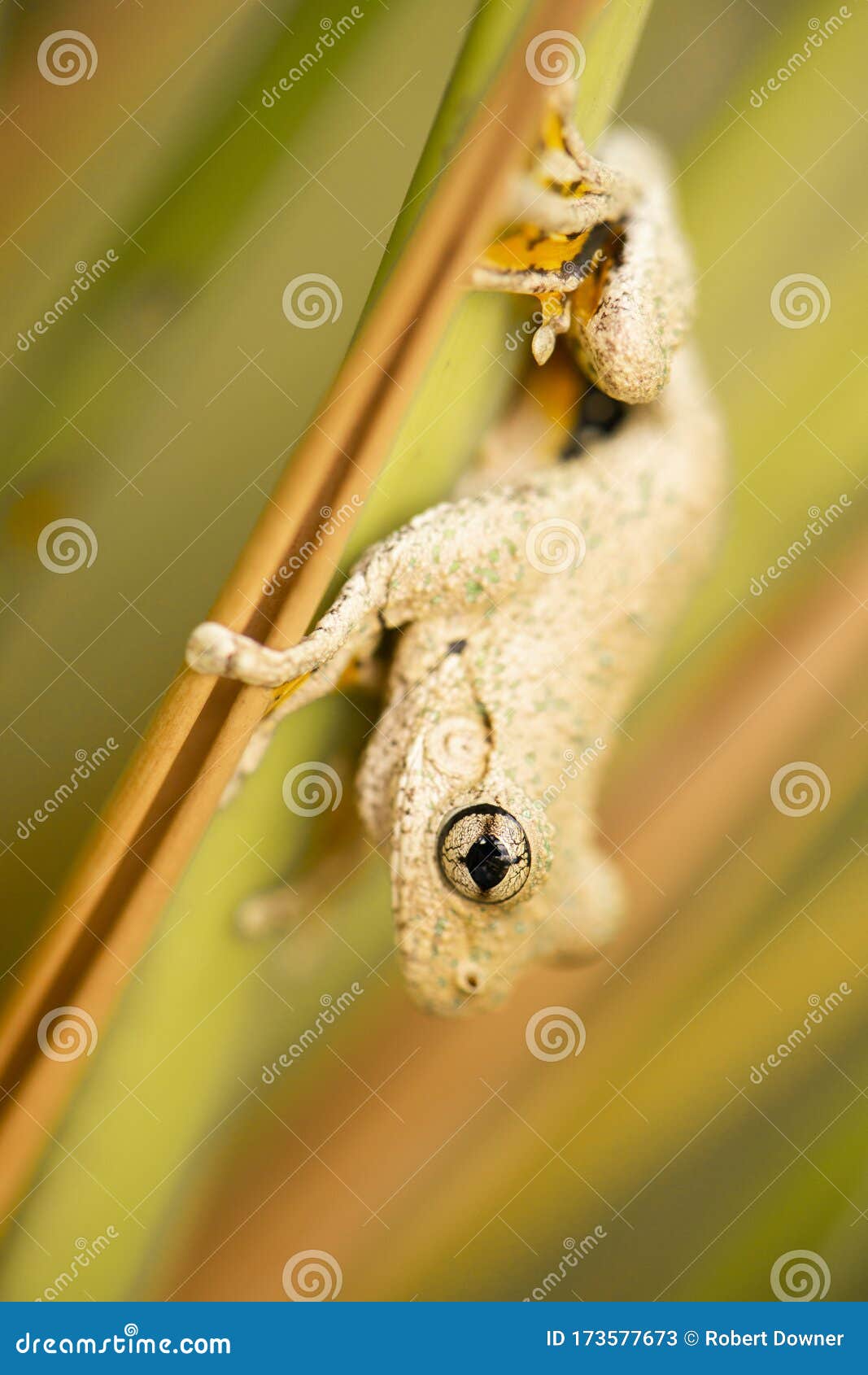 Emerald-spotted Tree Frog stock image. Image of amphibian - 173577673