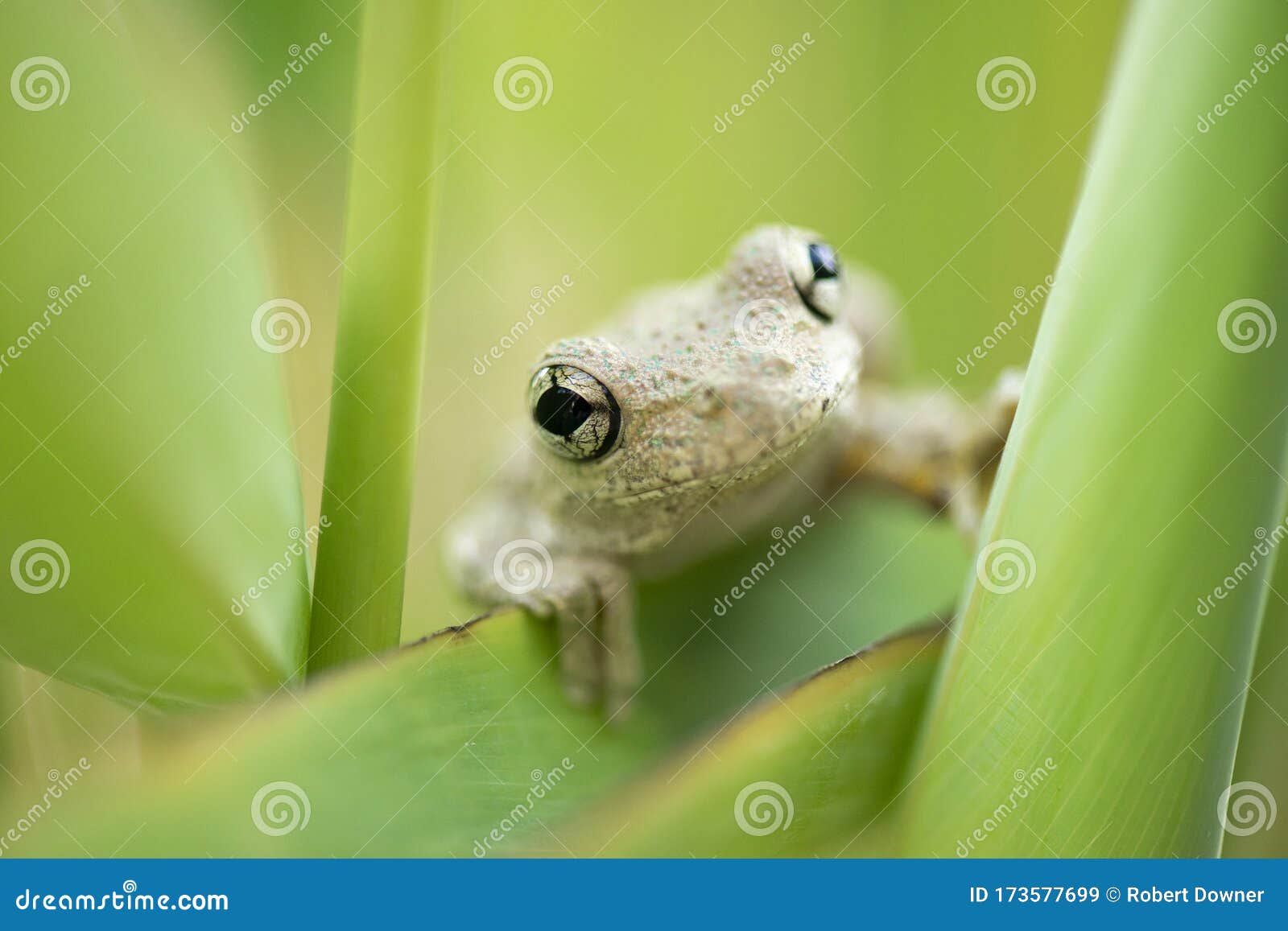 Emerald-spotted Tree Frog stock image. Image of nature - 173577699