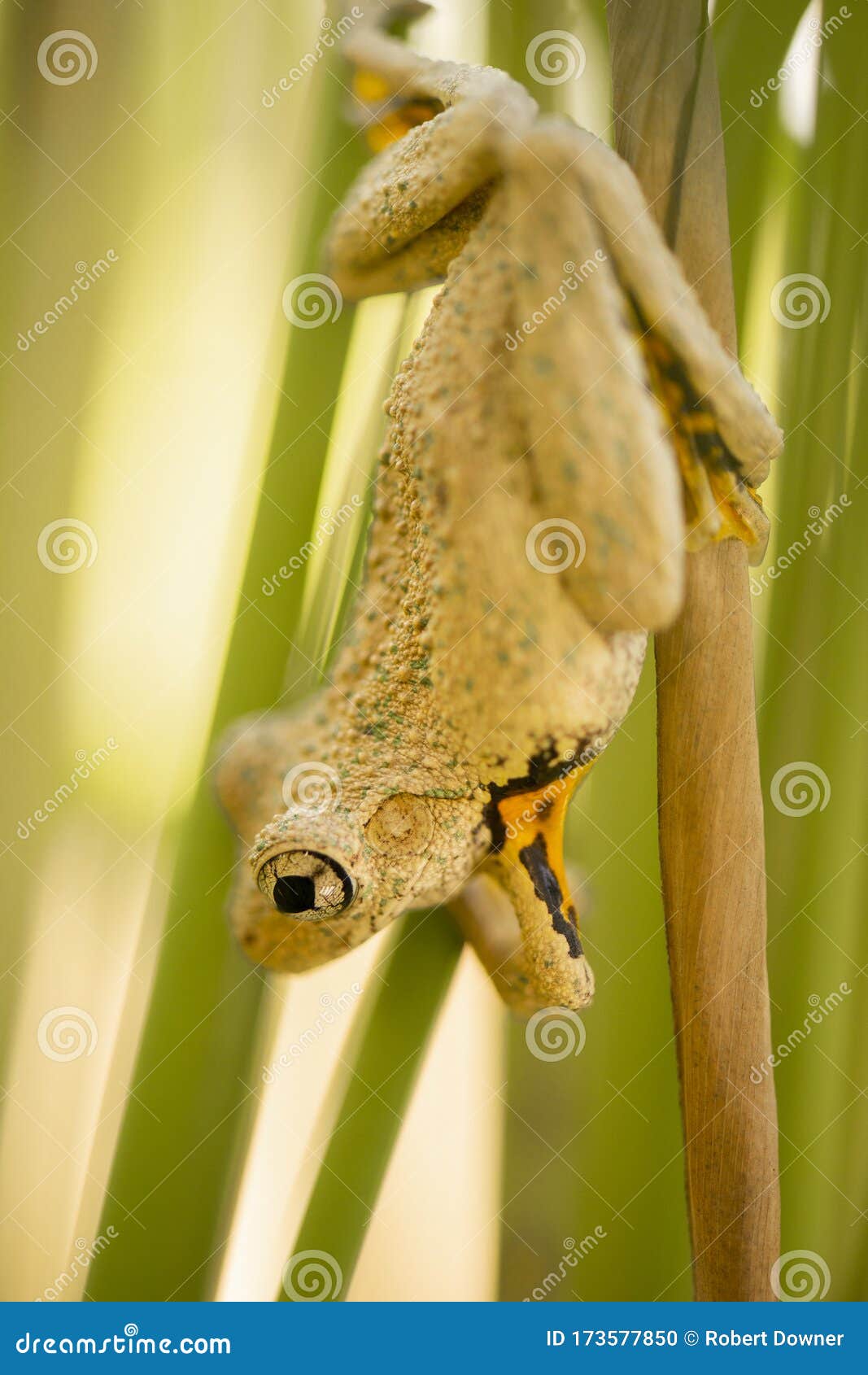 Emerald-spotted Tree Frog stock photo. Image of animal - 173577850