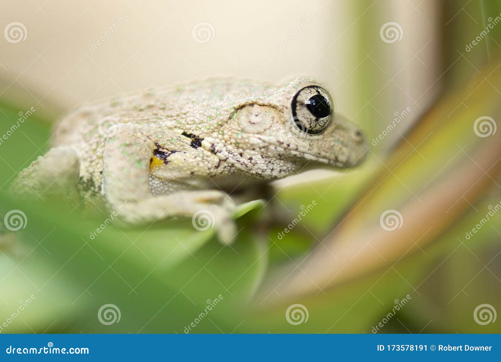 Emerald-spotted Tree Frog stock image. Image of frog - 173578191