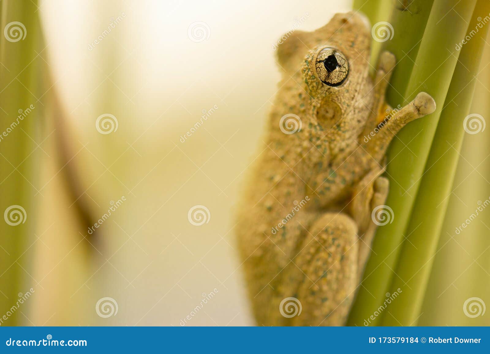 Emerald-spotted Tree Frog stock photo. Image of amphibian - 173579184
