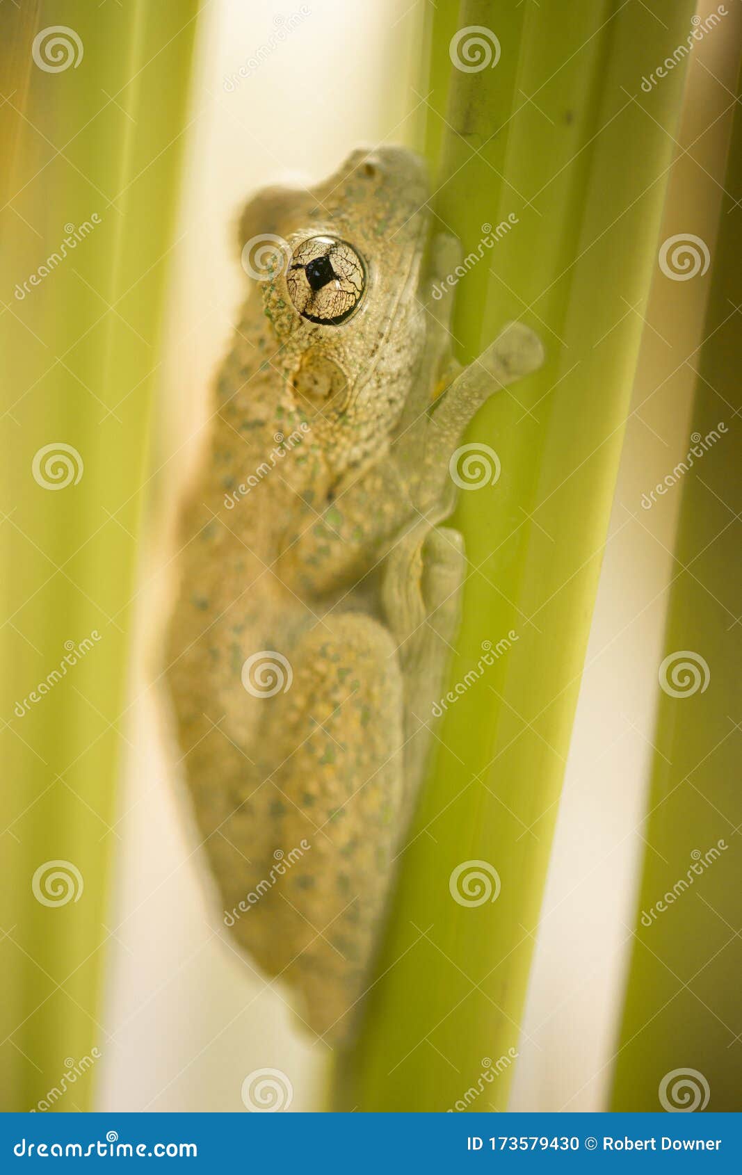 Emerald-spotted Tree Frog stock photo. Image of animal - 173579430