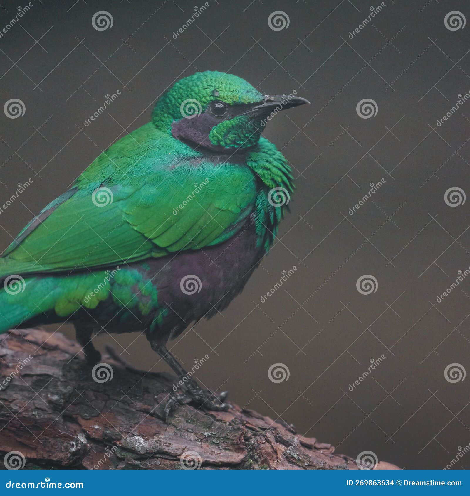 Emerald starling stock photo. Image of migration, feather - 269863634