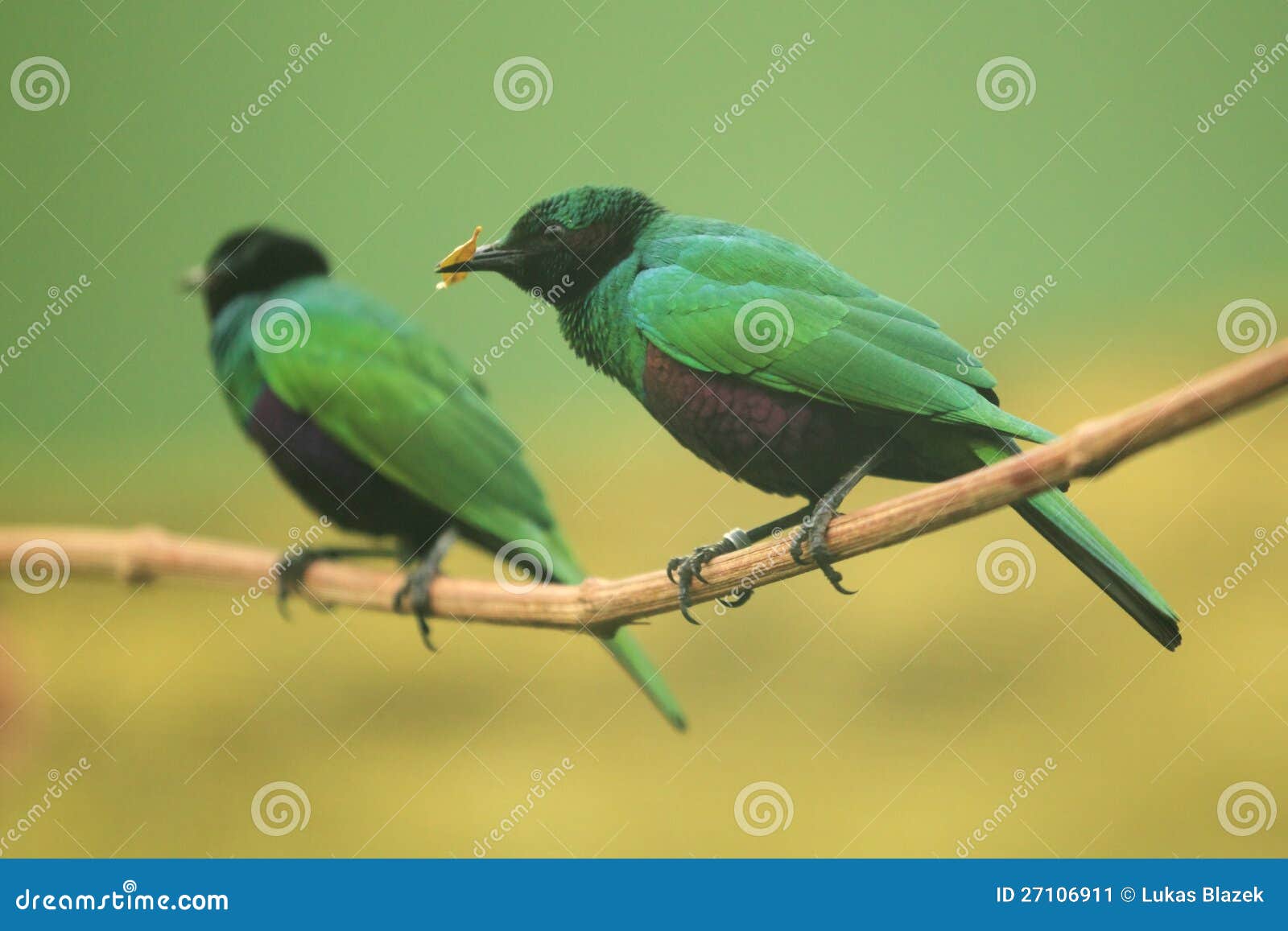 Emerald starling stock image. Image of green, nature - 27106911