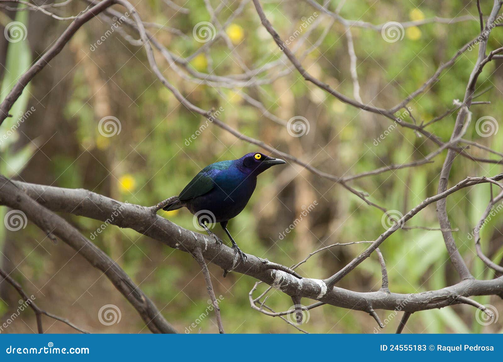 Emerald Starling - Lamprotornis Iris Stock Image - Image of iris, bird ...