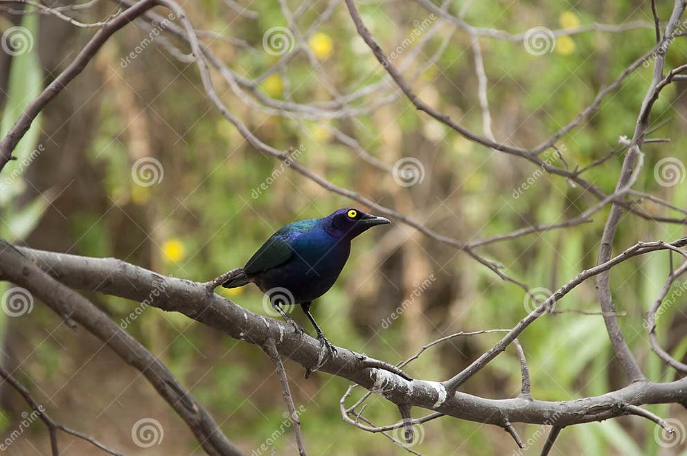 Emerald Starling - Lamprotornis Iris Stock Image - Image of iris, bird ...