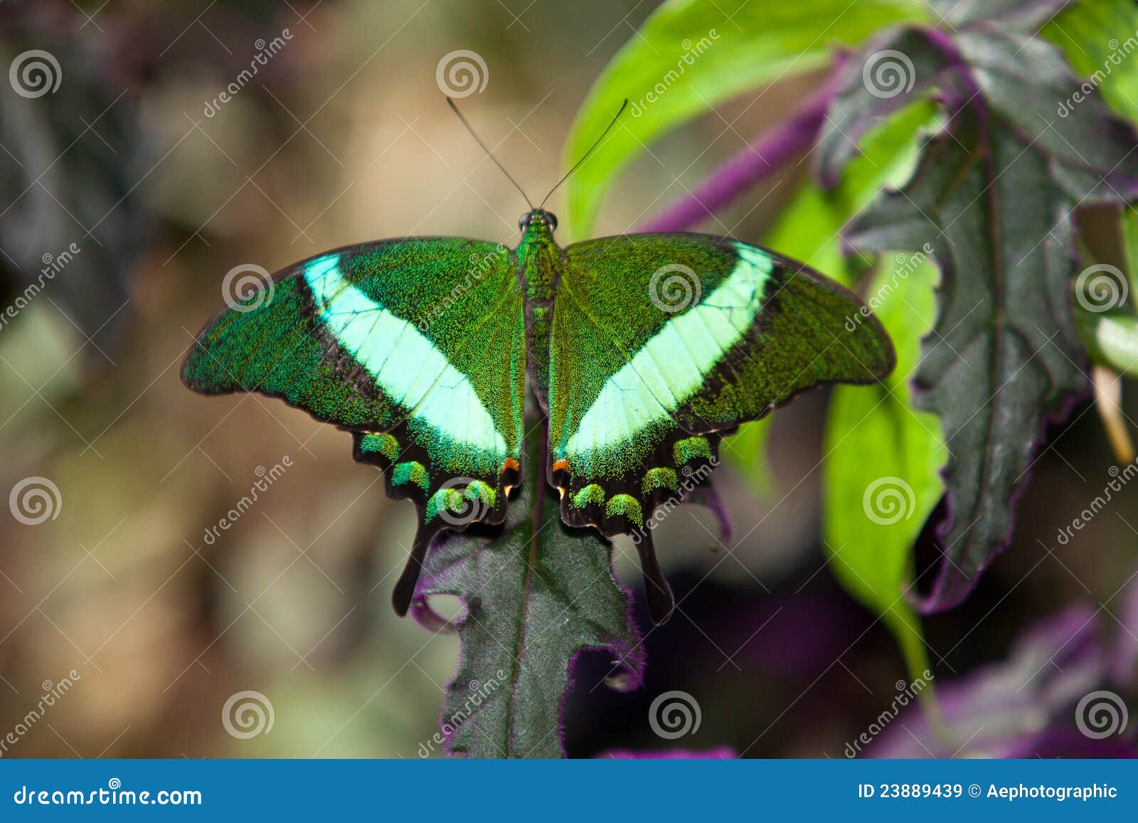 Emerald Swallowtail Butterfly Stock Image - Image of resting, genus ...