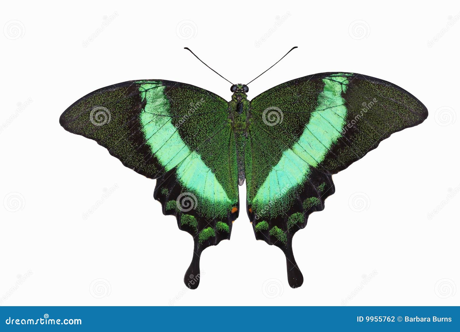 Emerald Swallowtail Butterfly Stock Photo - Image of isolated ...