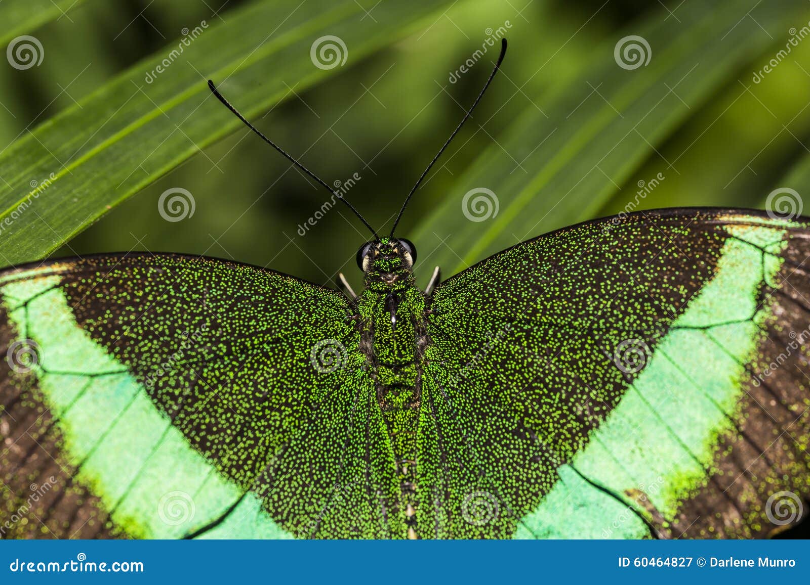 Emerald Swallowtail Butterfly Stock Image - Image of palinurus, peacock ...