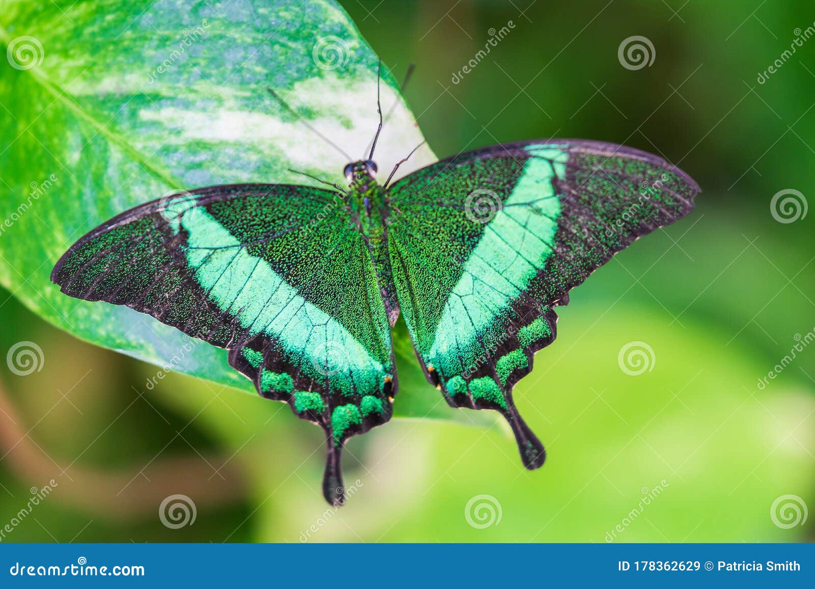 Emerald Swallowtail Butterfly Stock Image - Image of insect, palm ...