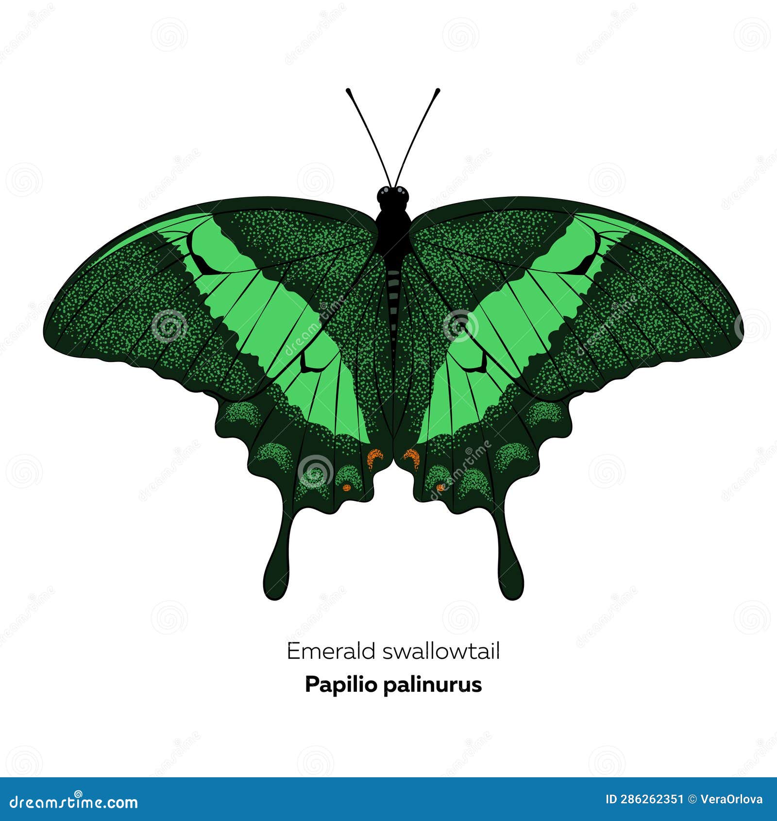 Emerald Swallowtail Butterfly. Papilio Palinurus Stock Vector ...