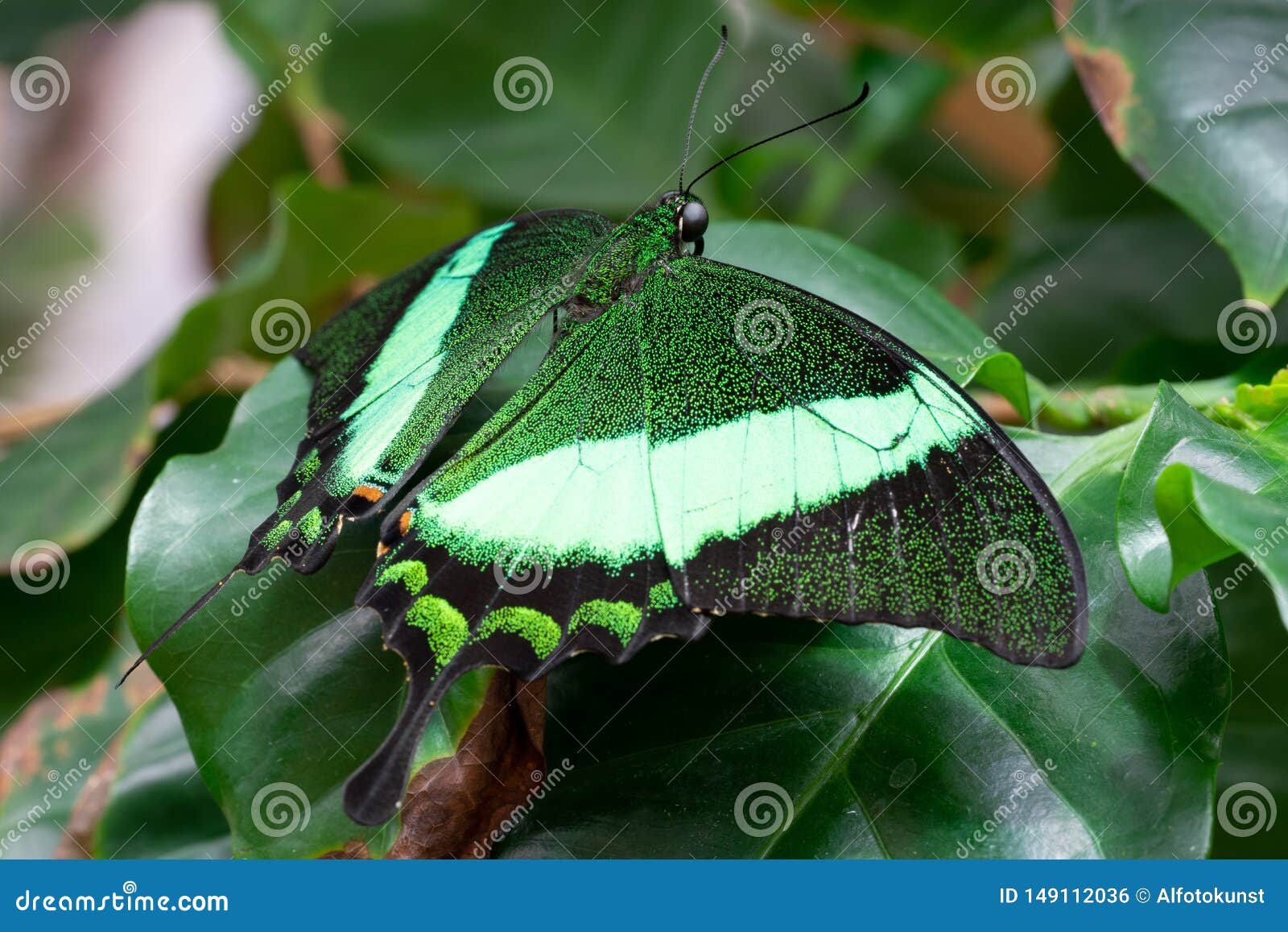 Emerald Swallowtail, Papilio Palinurus Stock Photo - Image of beauty ...