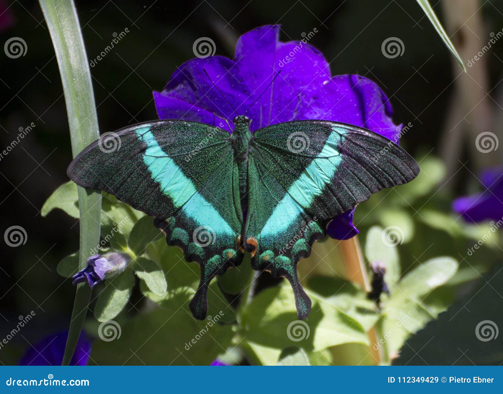 Emerald Swallowtail Papilio Palinurus Stock Image - Image of papilio ...
