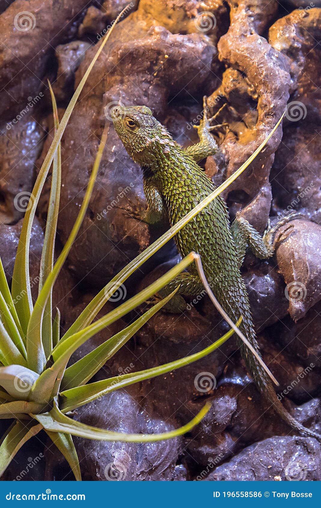 Emerald Swift Caresheet, Sceloporus Malachiticus, In The Nature Habitat ...
