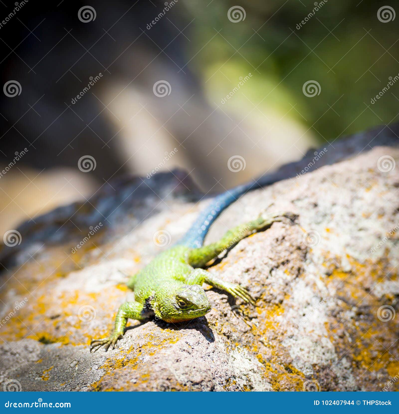 Emerald Swift Caresheet, Sceloporus Malachiticus, In The Nature Habitat ...