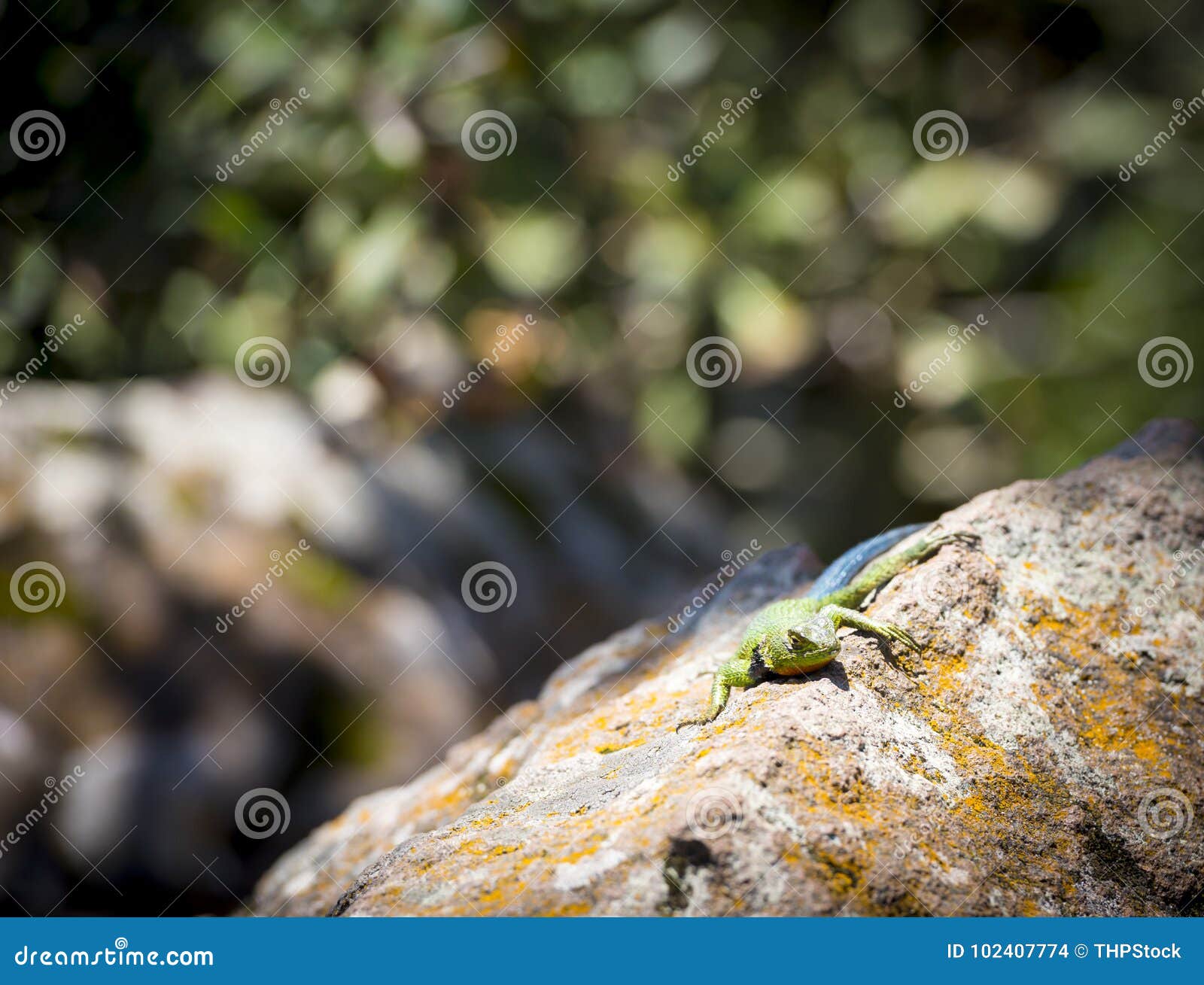 Emerald Swift Caresheet, Sceloporus Malachiticus, In The Nature Habitat ...