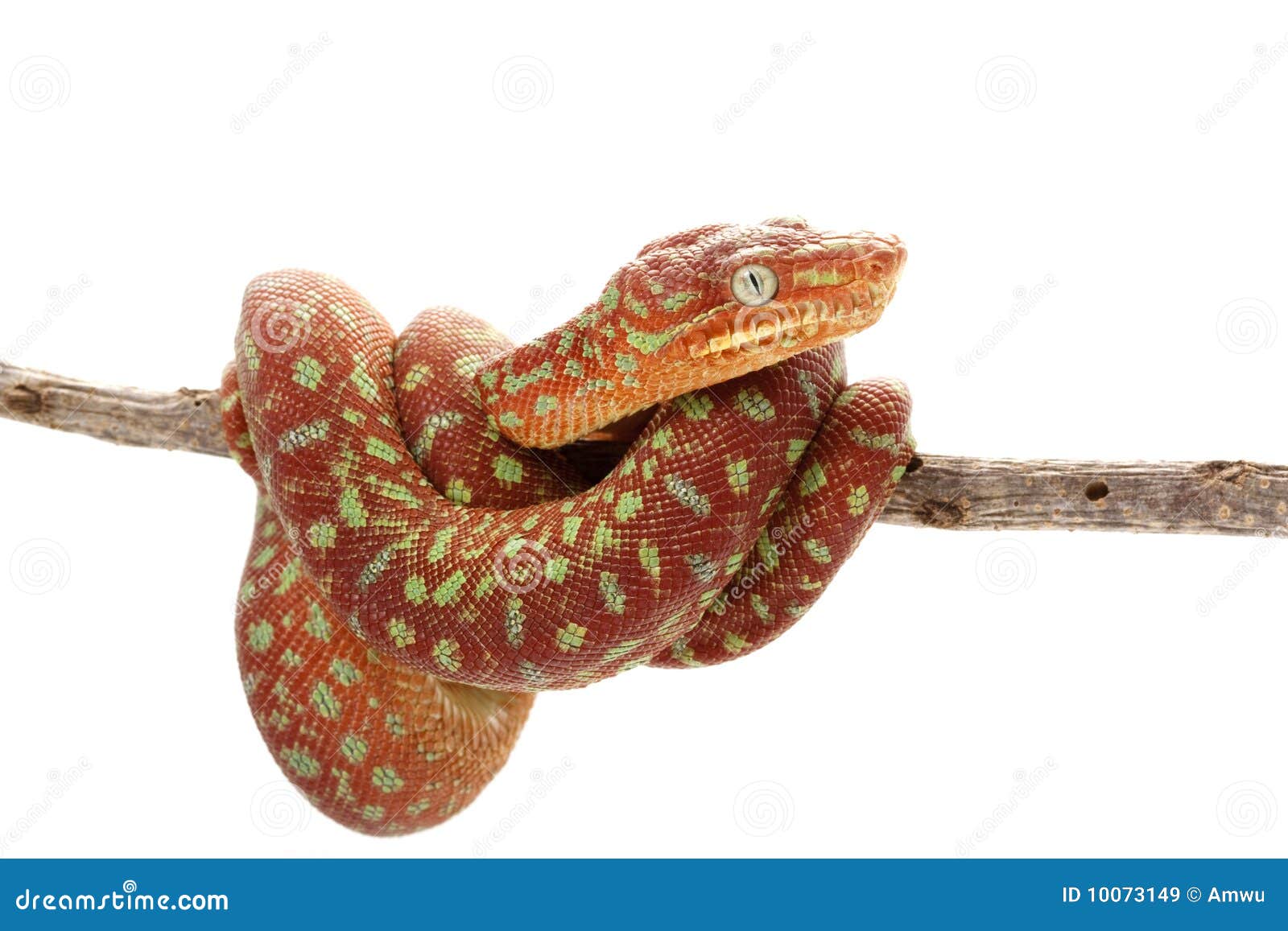 Emerald Tree Boa On Tree Stock Photography | CartoonDealer.com #136465604