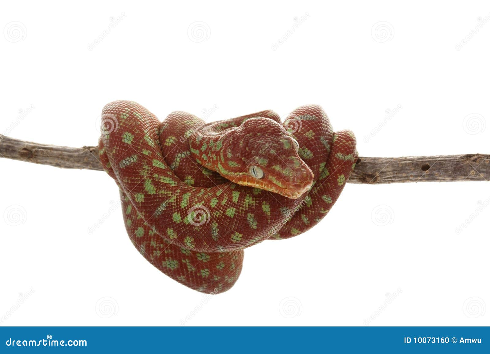 Emerald tree boa stock photo. Image of emerald, animal - 10073160