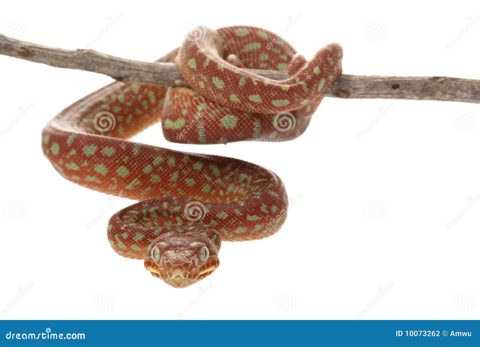 Emerald tree boa stock photo. Image of juvenile, wildlife - 10073262