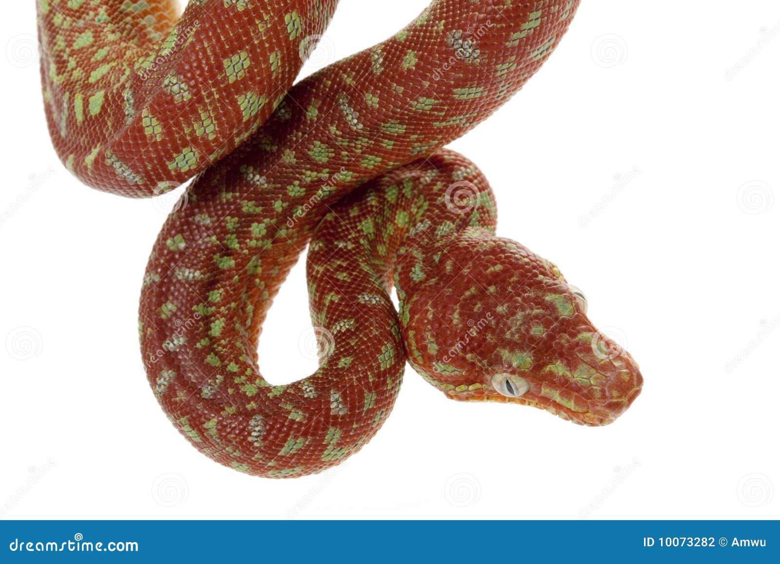 Emerald tree boa stock photo. Image of green, nature - 10073282