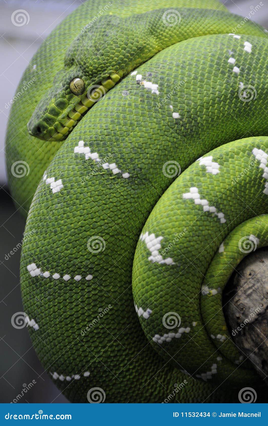 Royalty Free Images, Cartoons, Illustrations And Photos Designed By ...