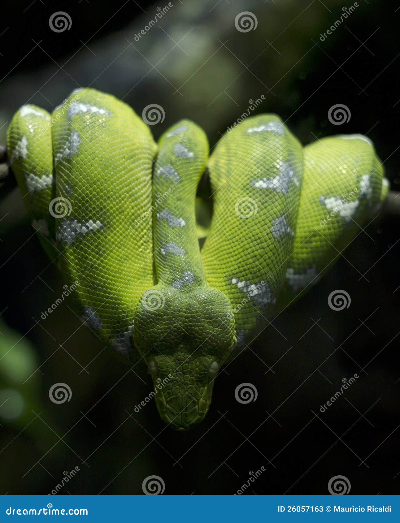 Emerald tree boa stock image. Image of emerald, arboreal - 26057163