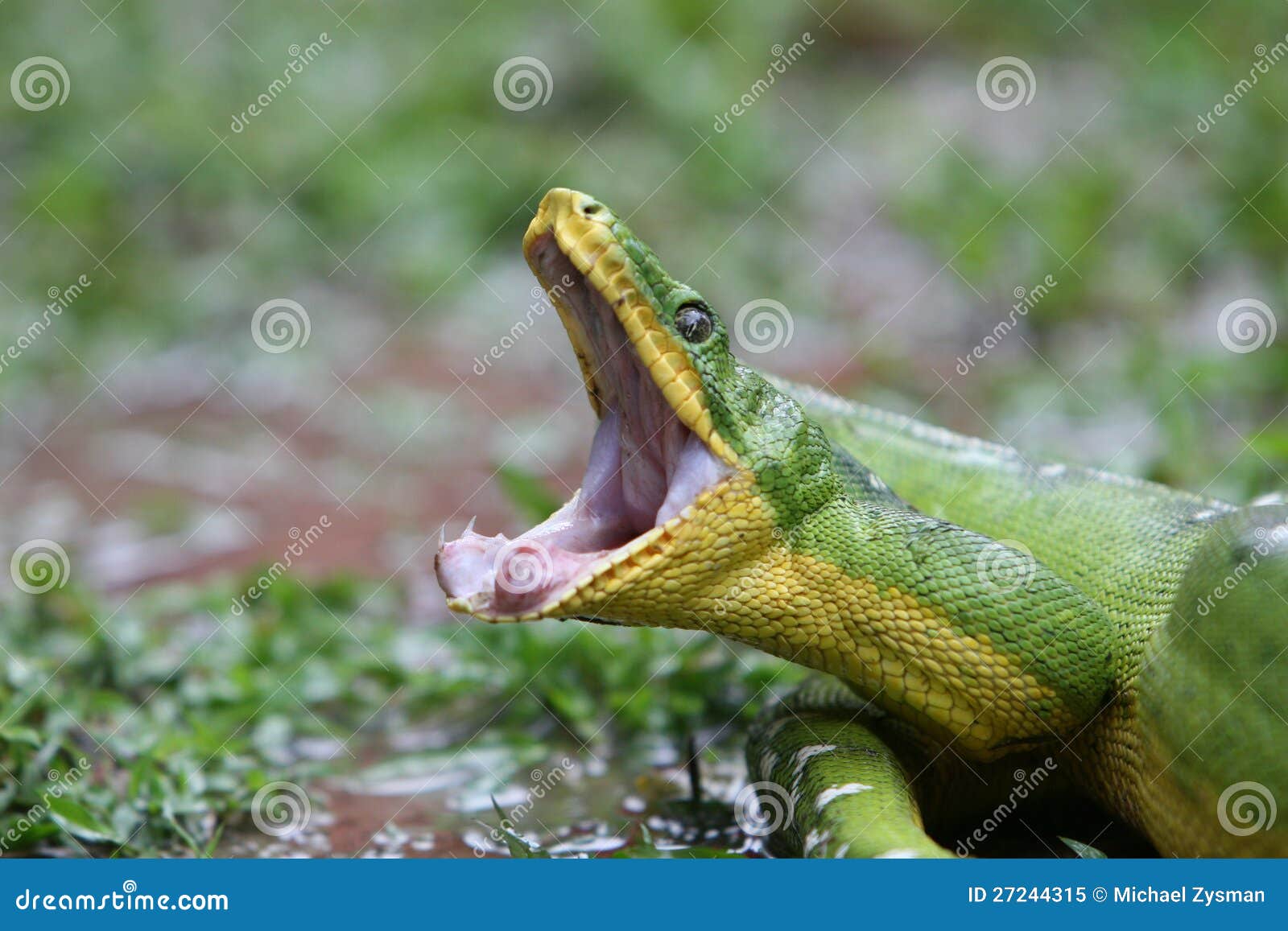 Emerald Tree Boa stock image. Image of emerald, corallus - 27244315