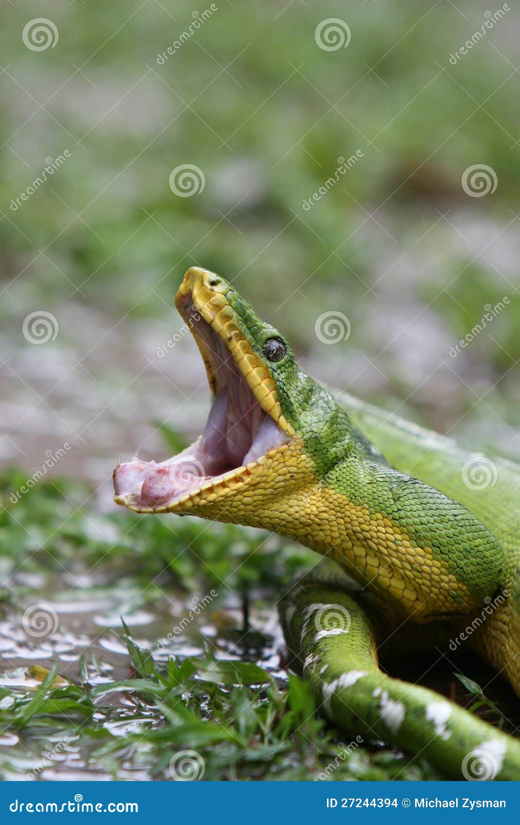 Emerald Tree Boa stock photo. Image of yellow, nature - 27244394