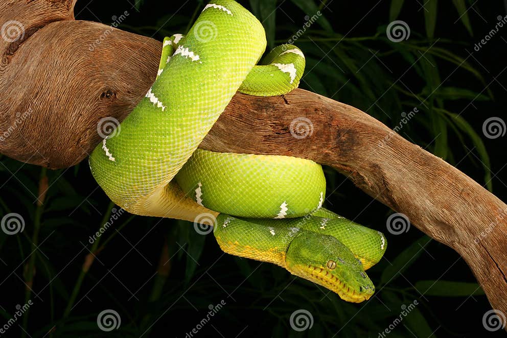 Emerald Tree Boa stock photo. Image of tree, scales, reptile - 4154136