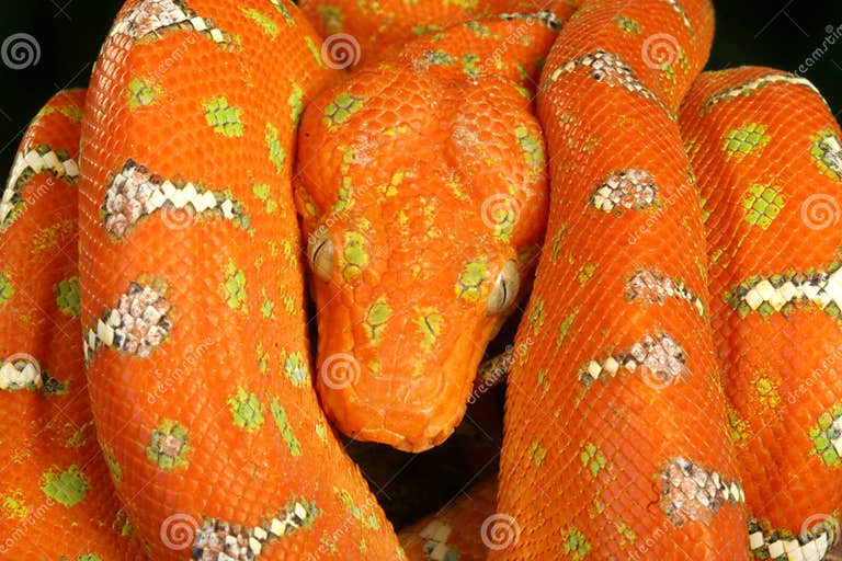Emerald Tree Boa stock image. Image of reptile, constrictor - 4271993