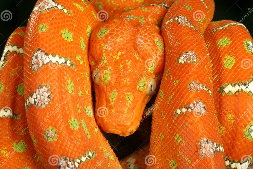 Emerald Tree Boa stock image. Image of reptile, constrictor - 4271993