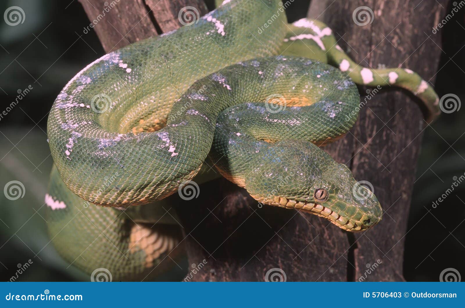 Emerald tree boa stock image. Image of details, nature - 5706403
