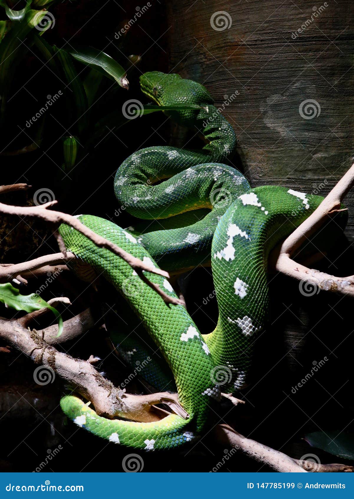 Emerald Tree Boa Blending in with Environment Stock Image - Image of ...