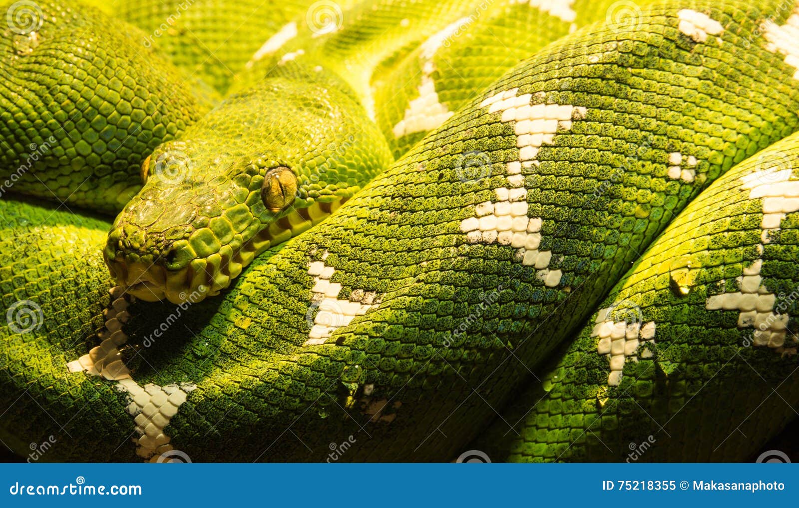Emerald Tree Boa stock image. Image of emerald, pattern - 75218355