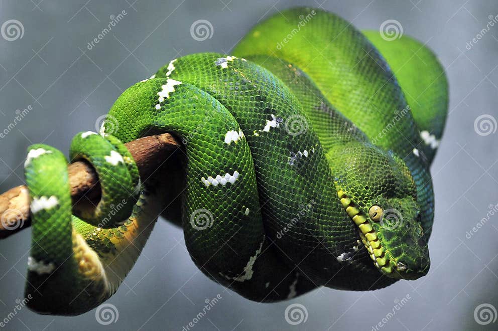Emerald tree boa snake stock photo. Image of wrap, green - 25539490