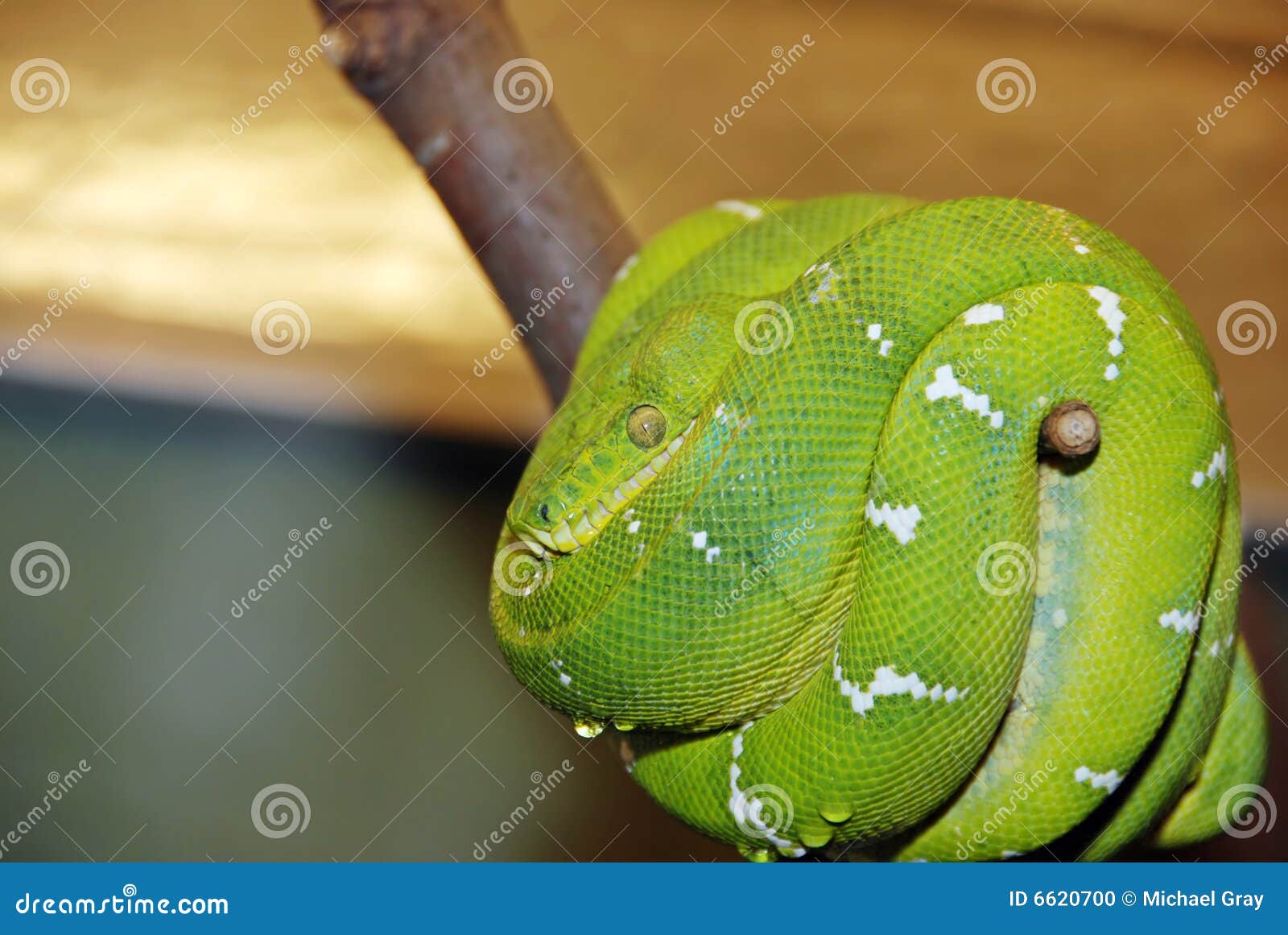 Emerald tree boa snake stock photo. Image of resting, tree - 6620700