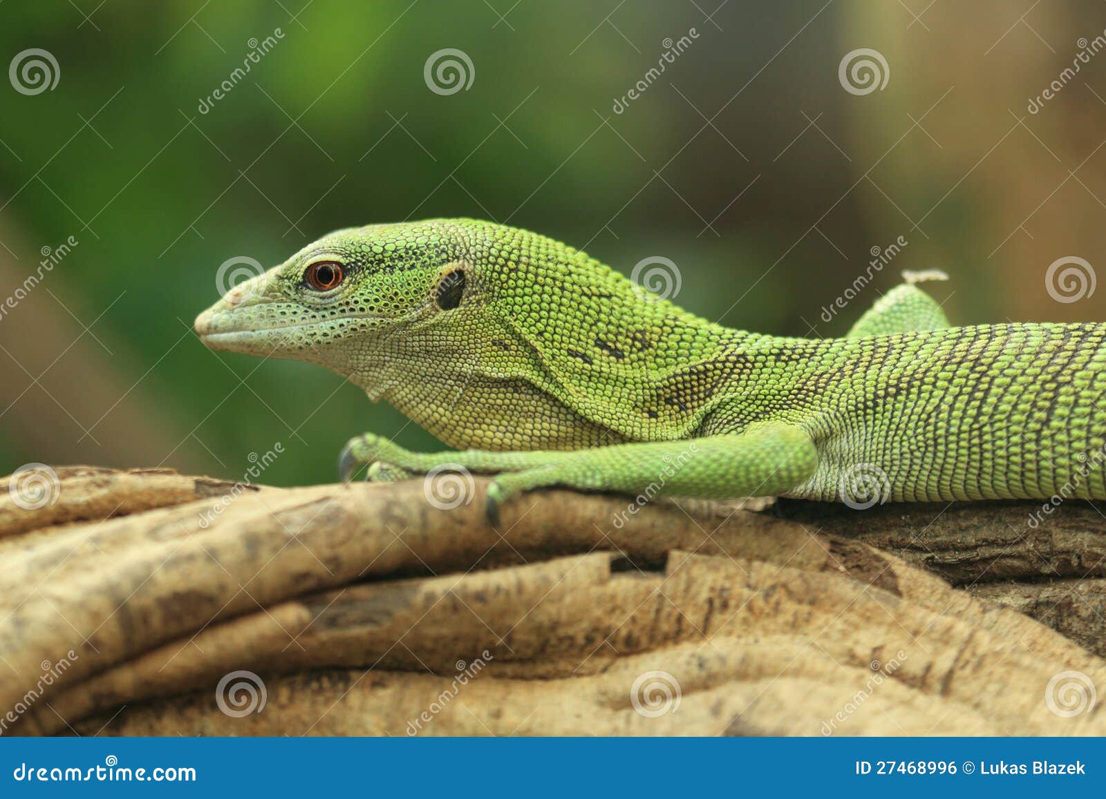 Emerald tree monitor stock photo. Image of reptile, monitor - 27468996
