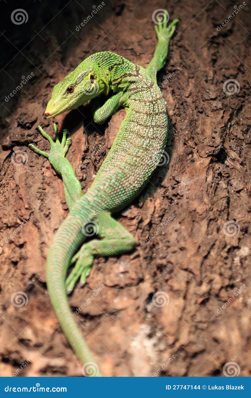Emerald tree monitor stock photo. Image of varanus, nature - 27747144