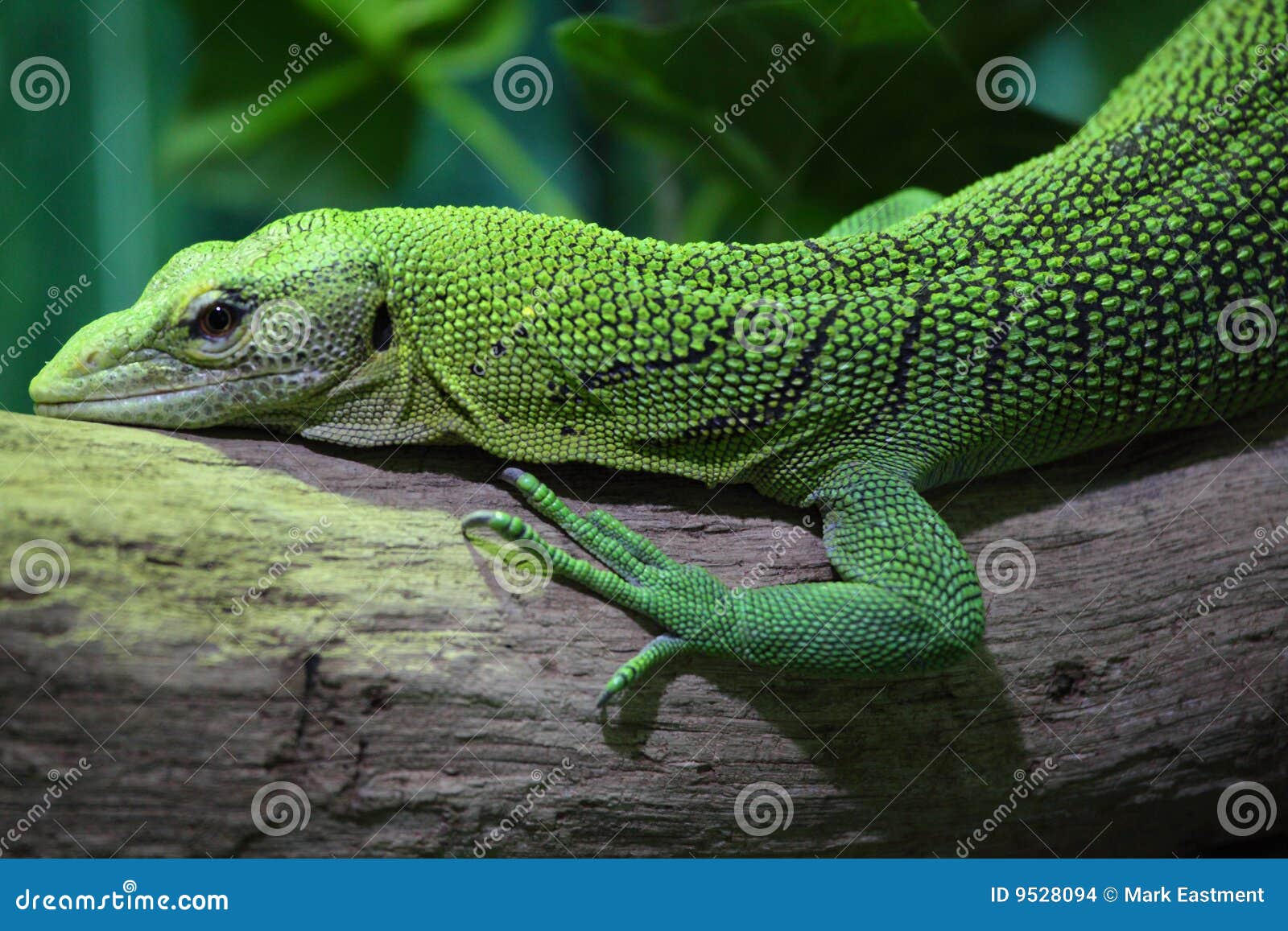 Emerald Tree Monitor stock photo. Image of animal, monitor - 9528094