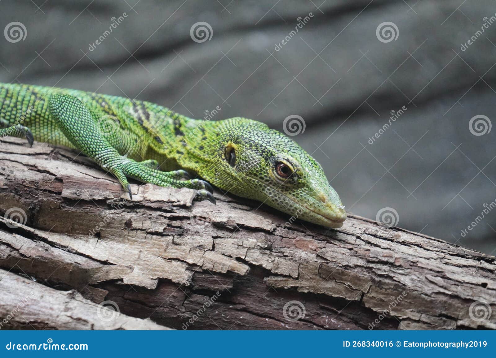 Emerald Tree Monitor Looking Out Stock Photo - Image of varanidae ...