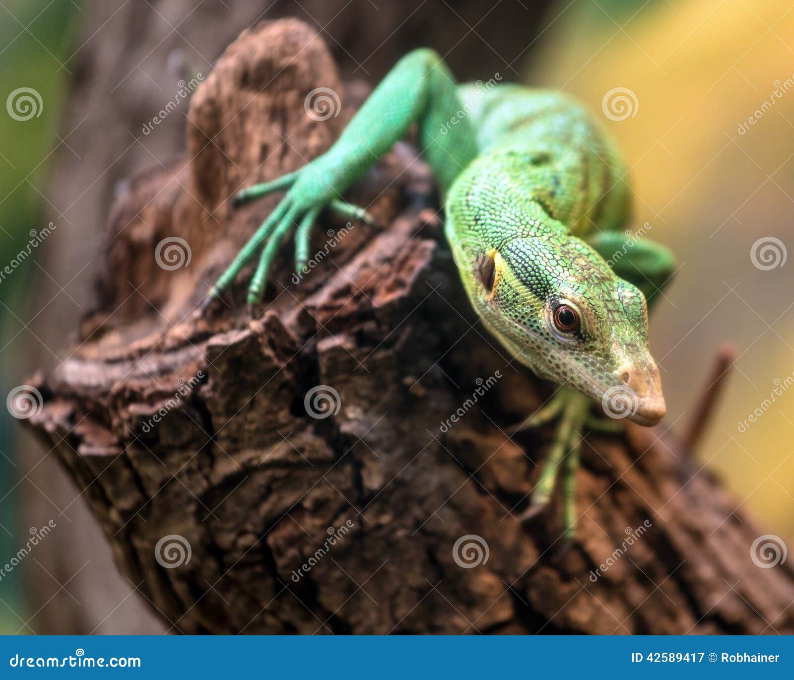 Emerald Tree Monitor, Varanus Prasinus, Climbing on Tree Stock Image ...