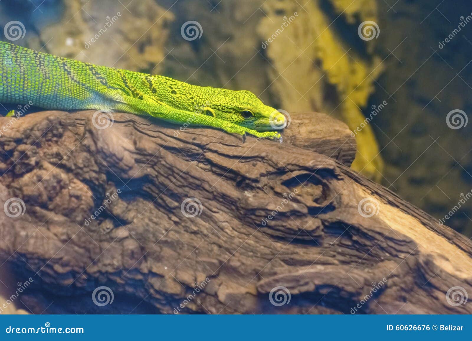 Emerald Tree Monitor (Varanus Prasinus) Stock Photo - Image of prasinus ...