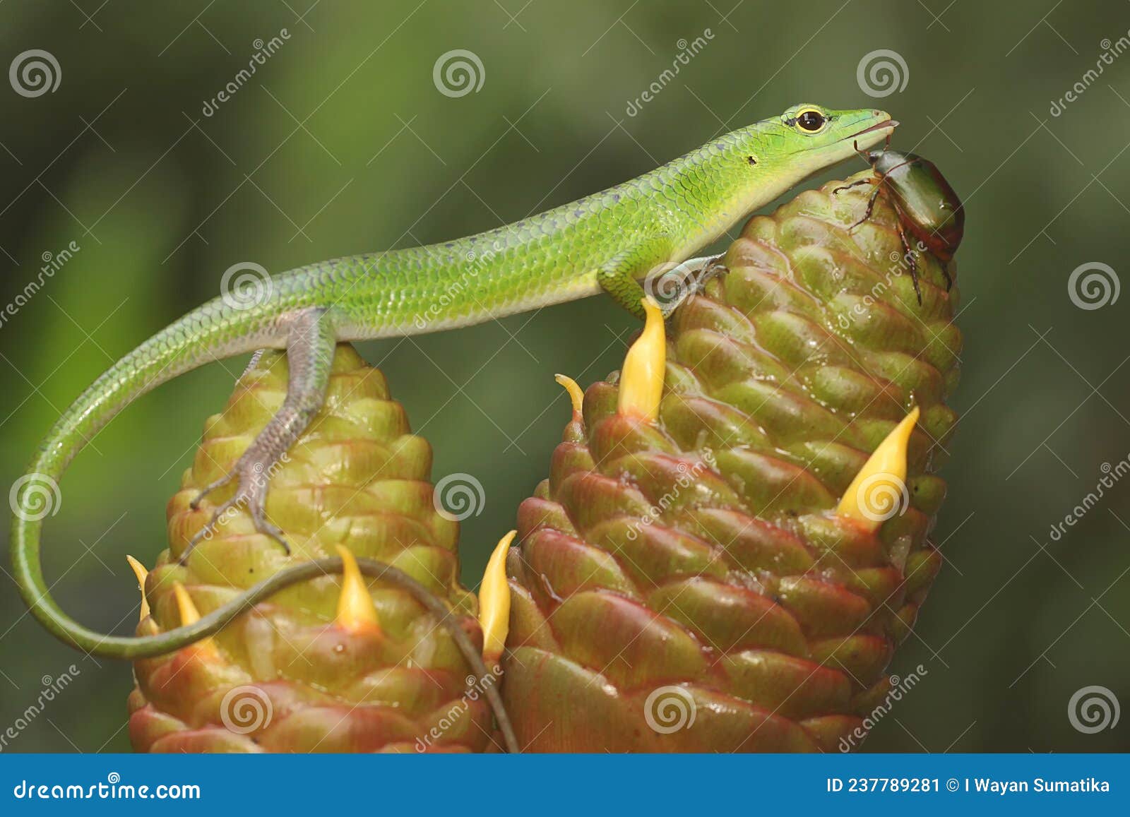 An Emerald Tree Skink is Sunbathing before Starting Its daily ...