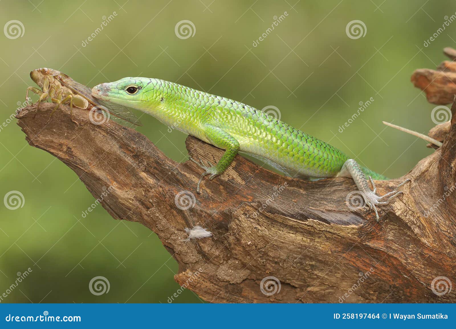 An Emerald Tree Skink is Sunbathing before Starting Their daily Activities. Stock Photo - Image ...