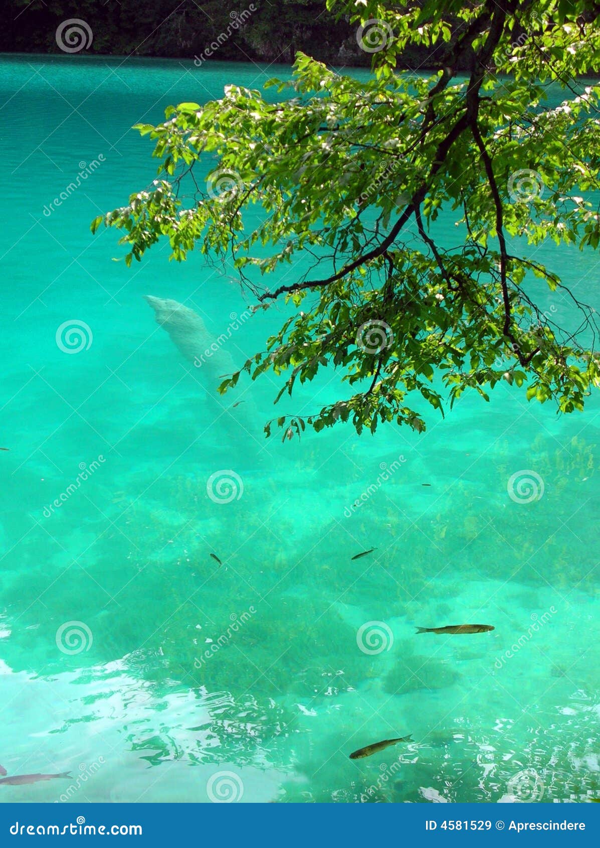 Emerald water stock image. Image of falling, park, drop - 4581529