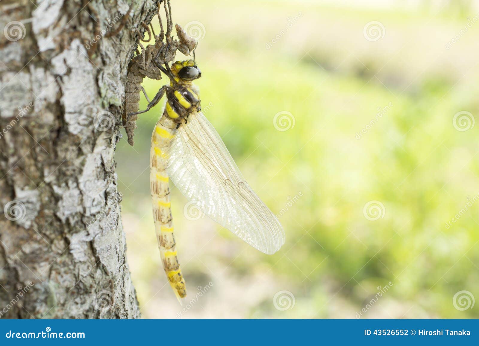 Emerged dragonfly stock photo. Image of wild, ringed - 43526552