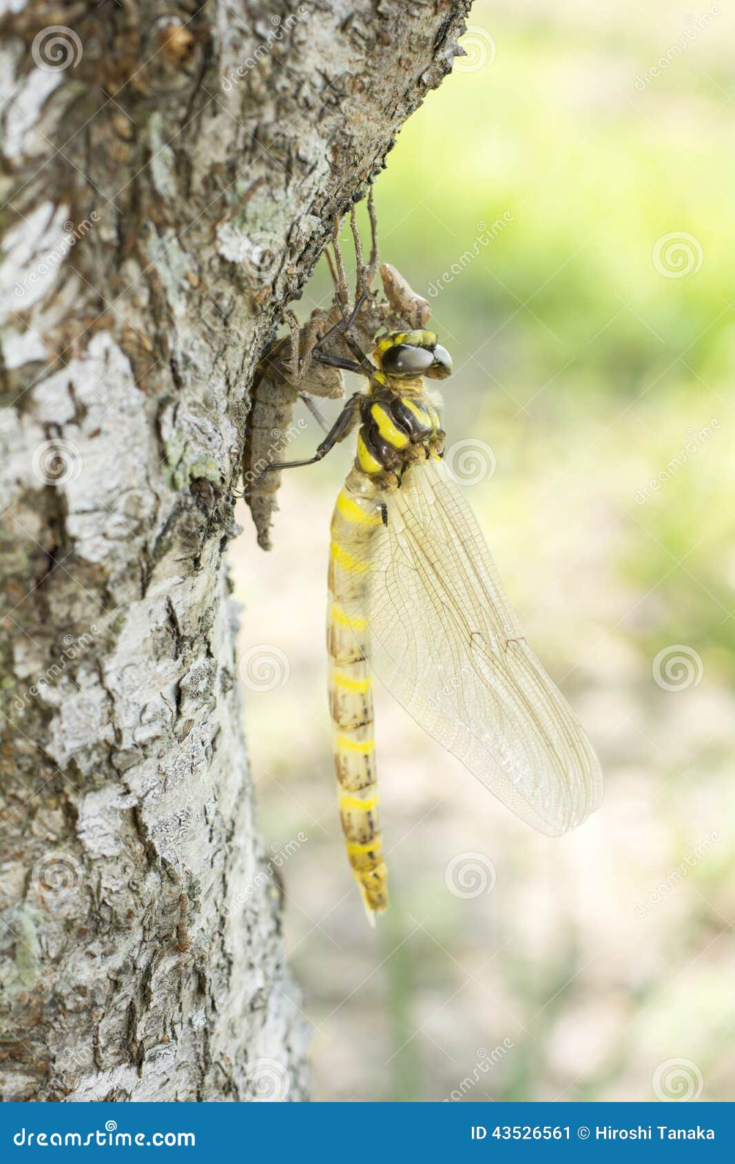 Emerged Dragonfly in Vertical Stock Image - Image of nature, tree: 43526561