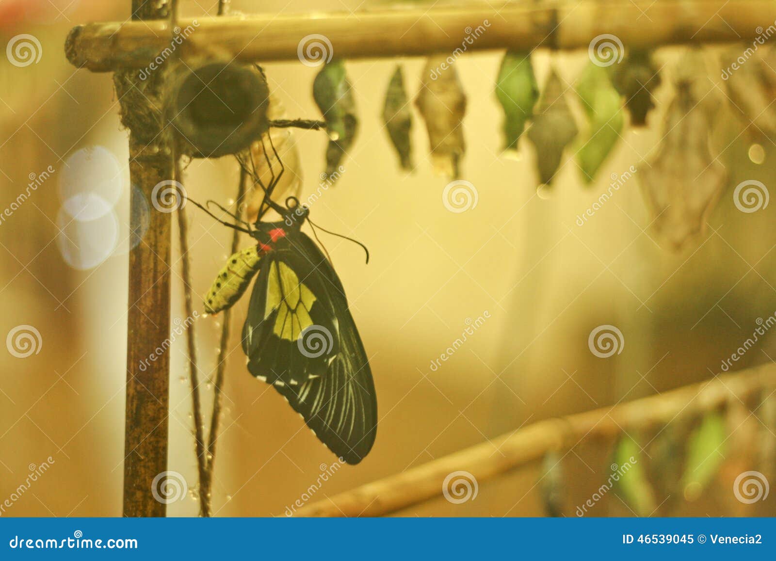 Emergence of a Butterfly from a Chrysalis in an Insectary Stock Image ...