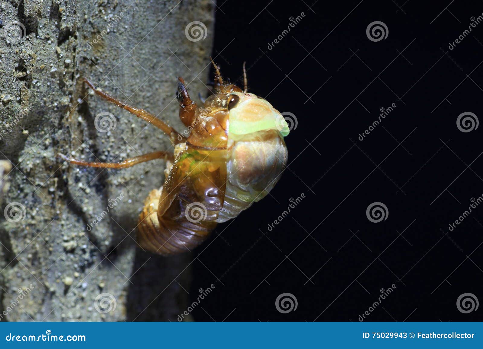 Emergence of Large Brown Cicada Stock Image - Image of emergence ...